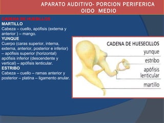 Anatomia del oido | PPT