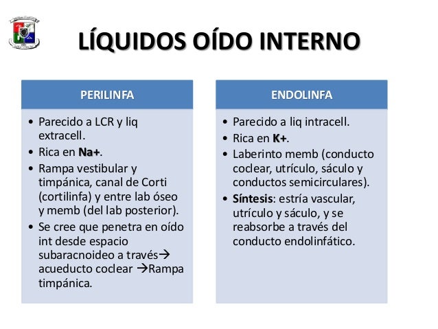 Anatomia del Oido