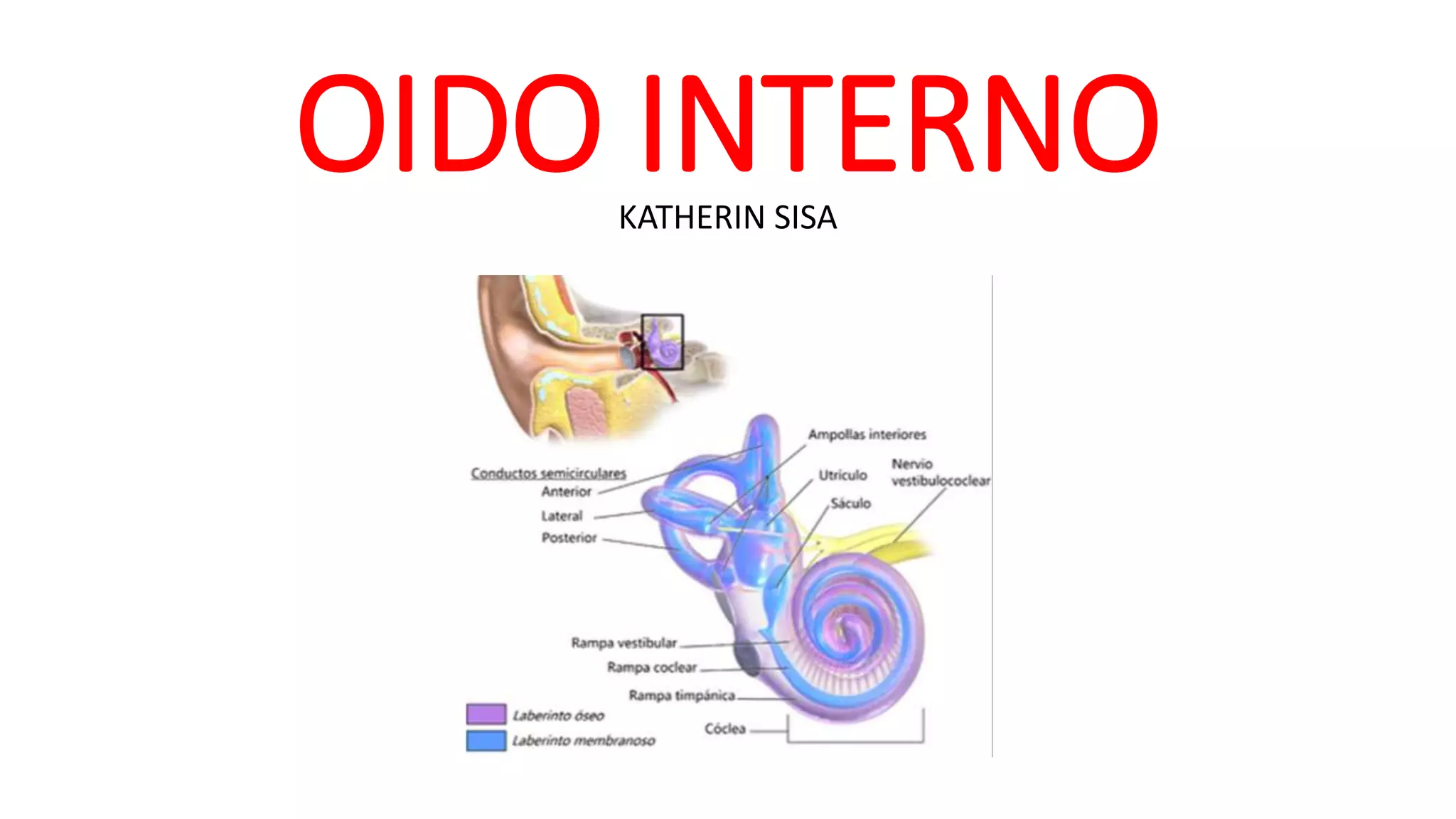 Anatomia del oido | PPT