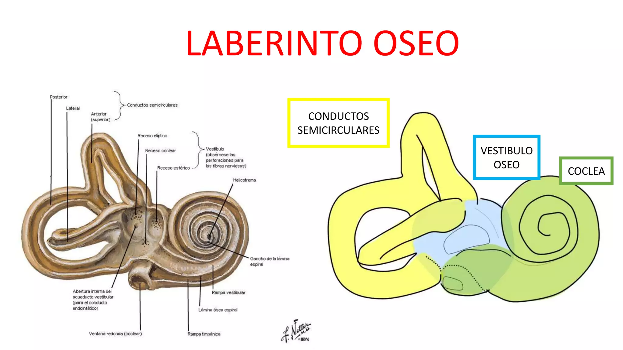 Anatomia del oido | PPT