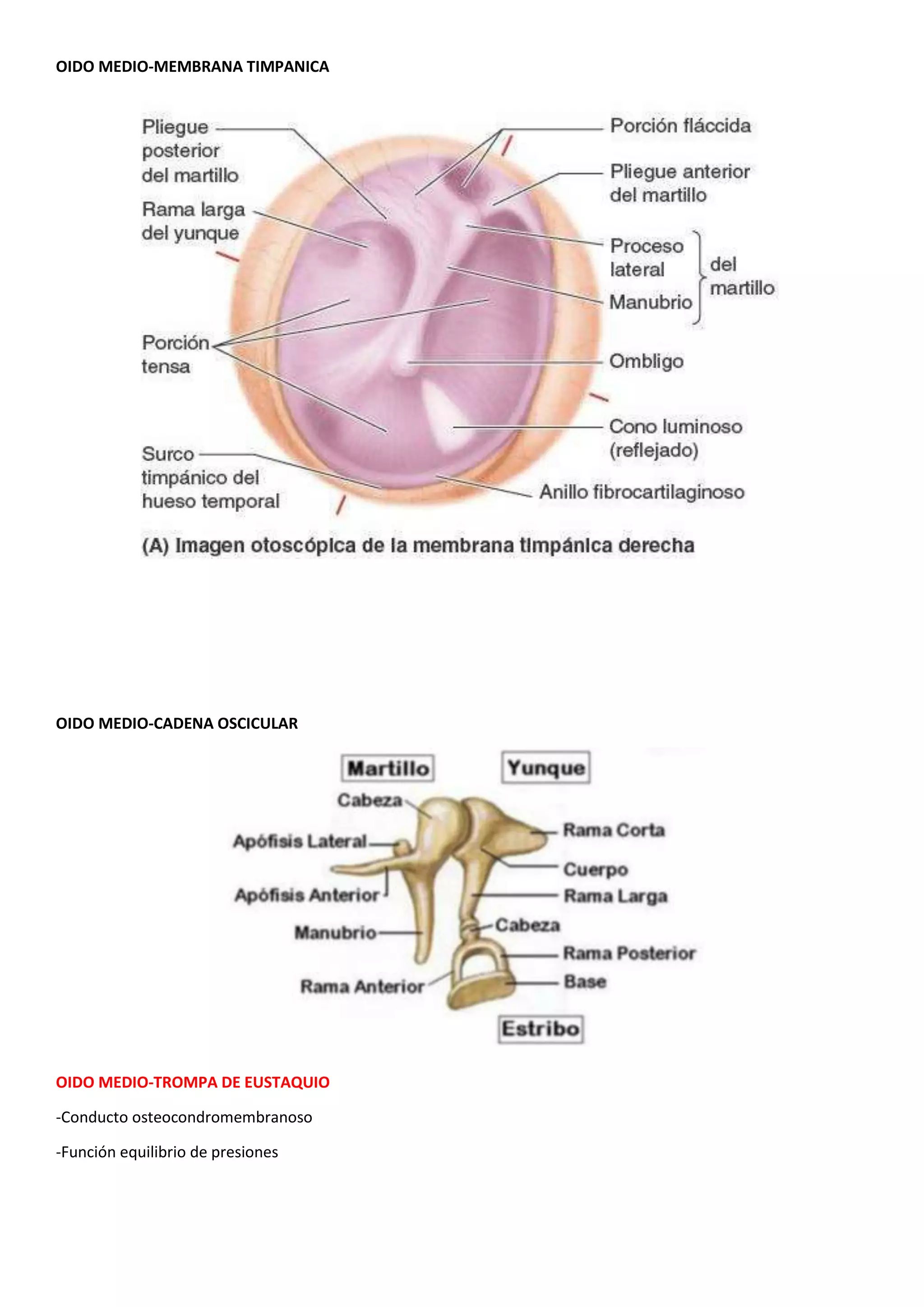 ANATOMIA DEL OIDO.docx