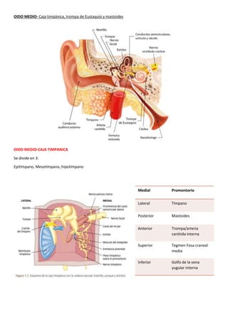 ANATOMIA DEL OIDO.docx