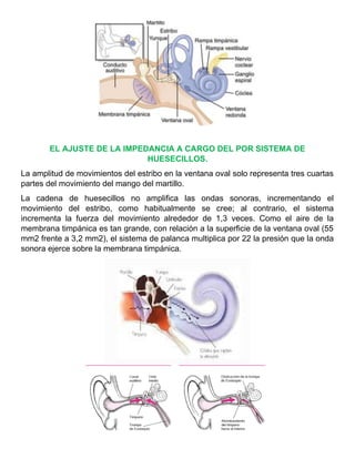 ANATOMÍA DEL OÍDOFISIOMEDICINASEMES.docx