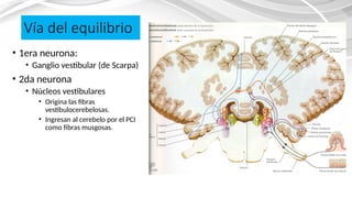 ANATOMIA DEL OIDO uss medicina humana 3er ciclo | PPTX
