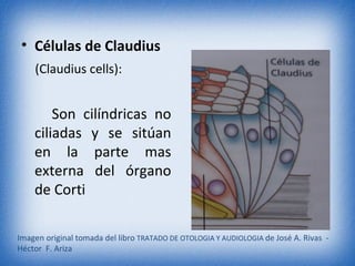 Anatomia del oido interno | PPT