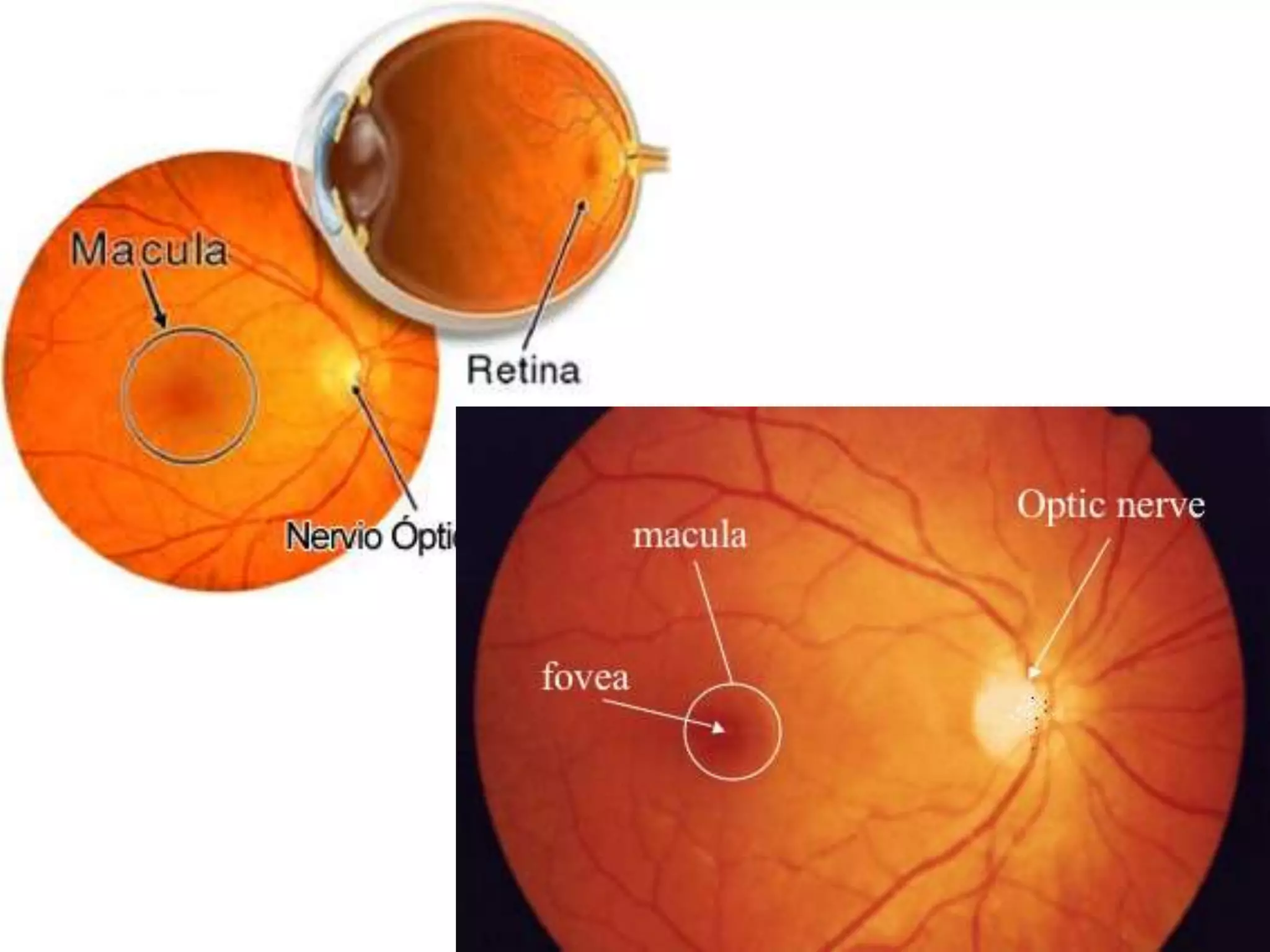 Anatomia del ojo animal | PPSX