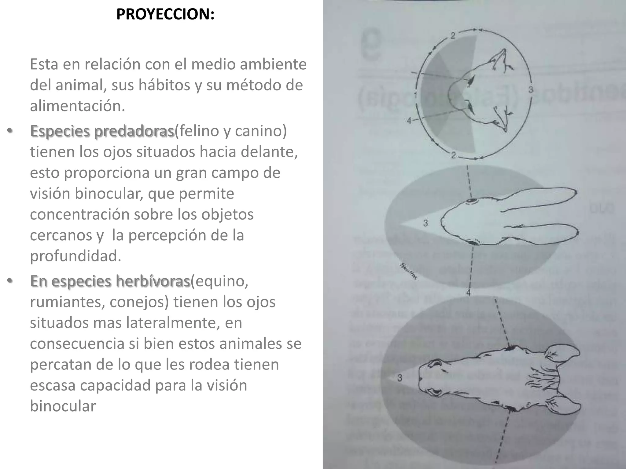 Anatomia del ojo animal | PPSX