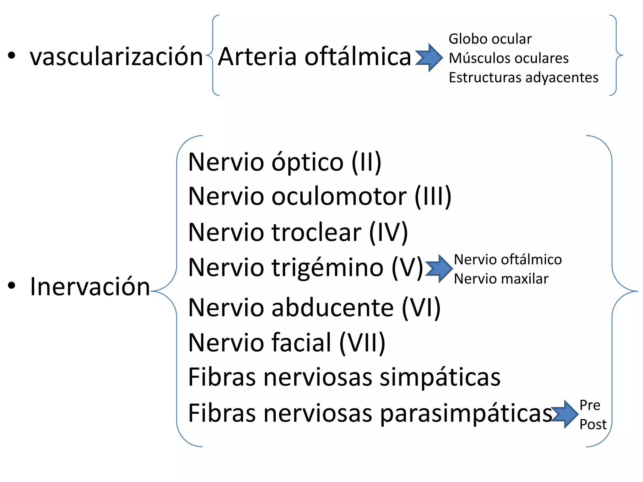 Anatomia del ojo animal | PPSX