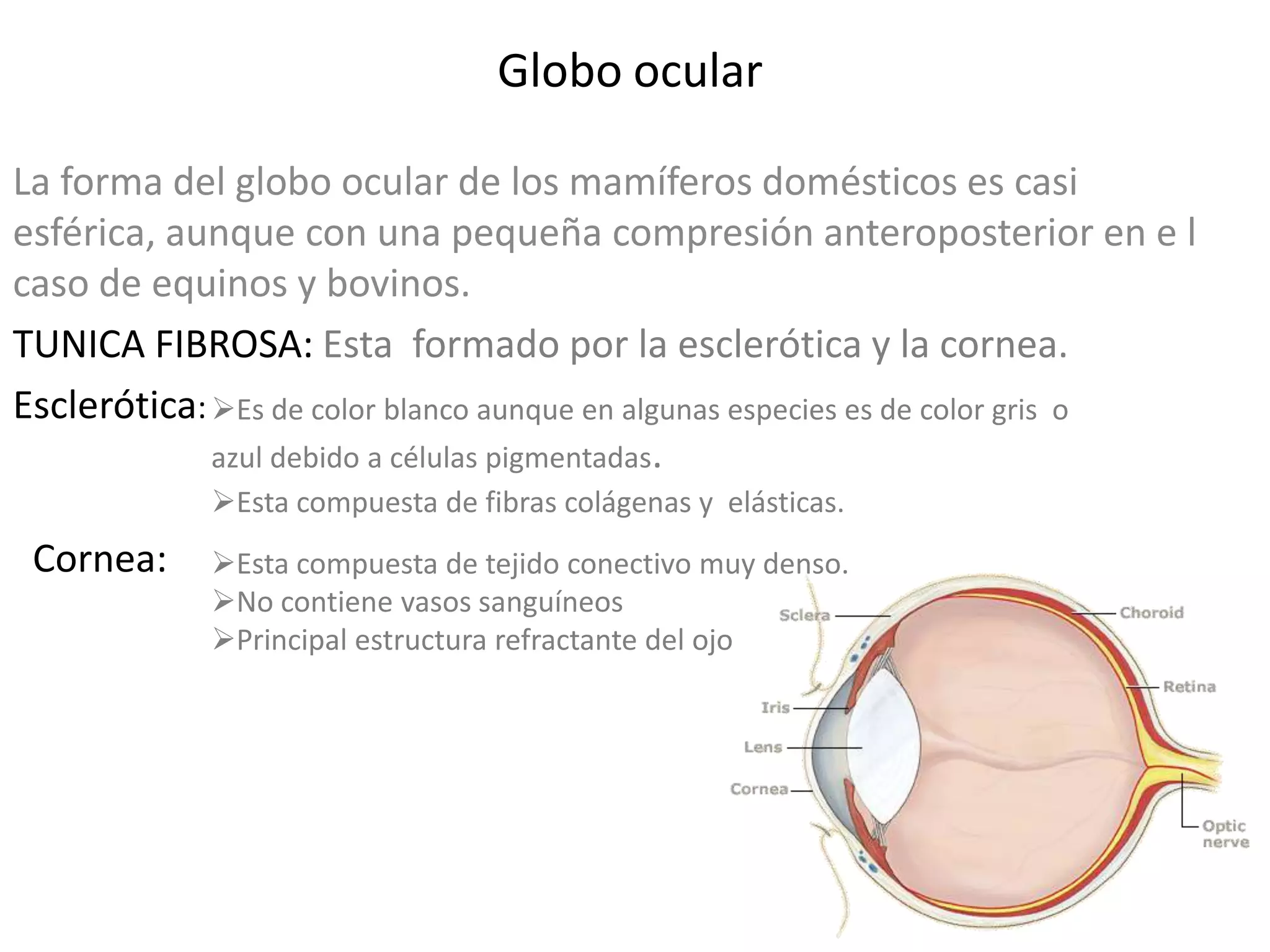 Anatomia del ojo animal | PPSX
