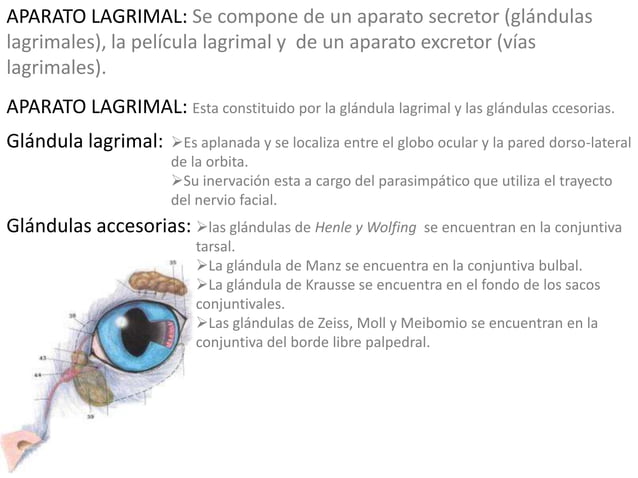 Anatomia del ojo animal | PPSX