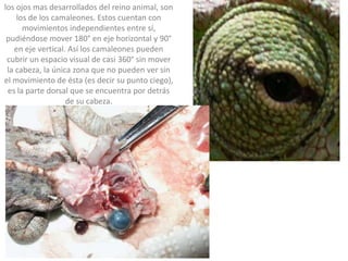 Anatomia del ojo animal | PPSX