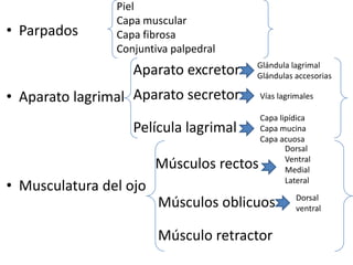 Anatomia del ojo animal | PPSX