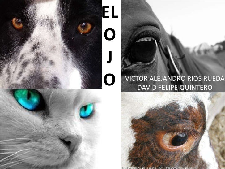 Anatomia del ojo animal