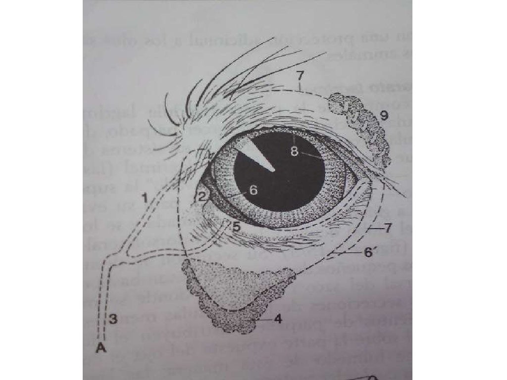 Anatomia del ojo animal