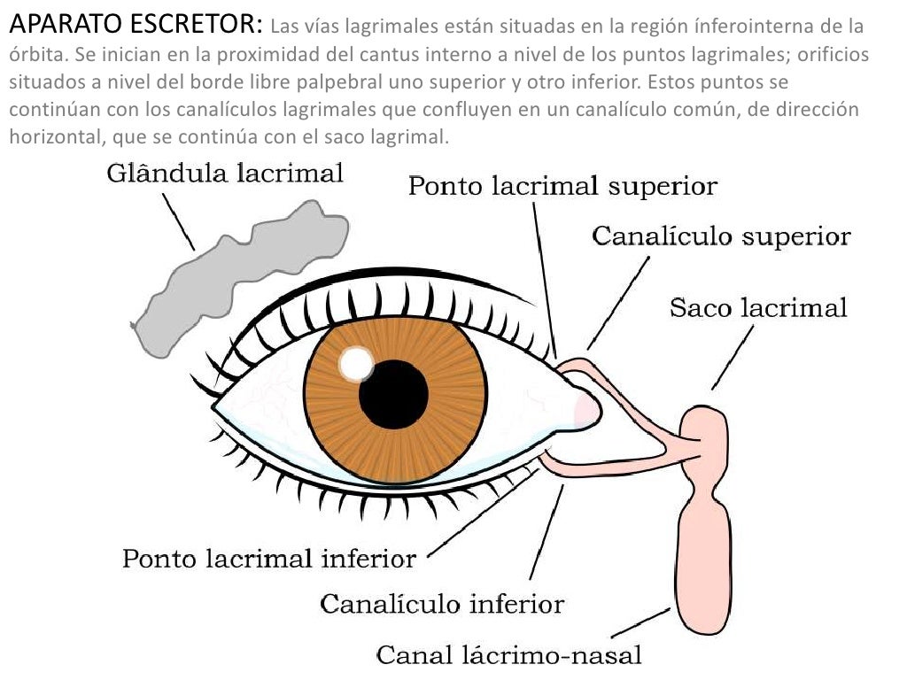 Anatomia del ojo animal