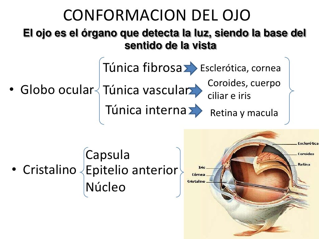 Anatomia del ojo animal
