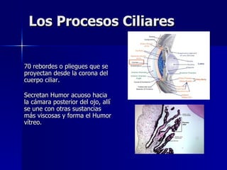 Anatomia del ojo | PPT