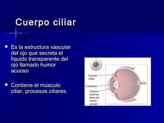 Anatomia del ojo | PPT