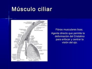 Anatomia del ojo | PPT