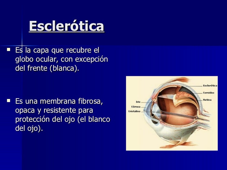 Anatomia del ojo