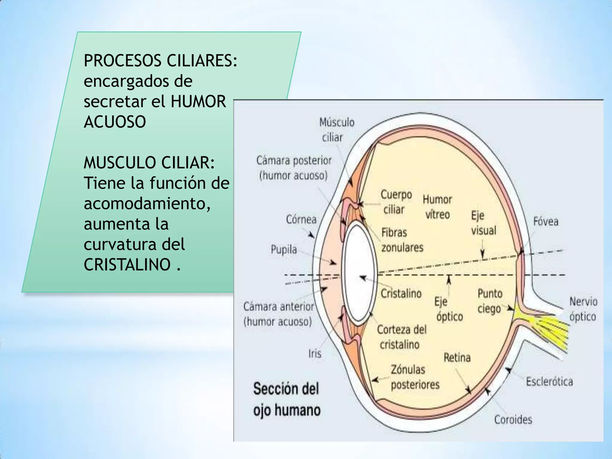 Anatomia del ojo