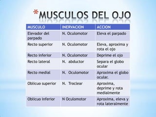 Anatomia del ojo | PPTX