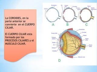 Anatomia del ojo | PPTX