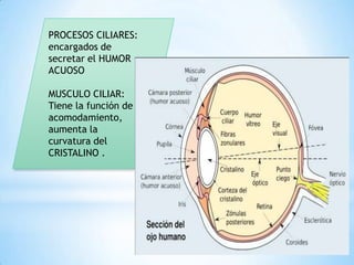Anatomia del ojo | PPTX