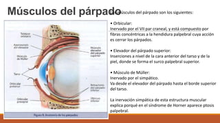 Anatomia del ojo - cto | PPTX