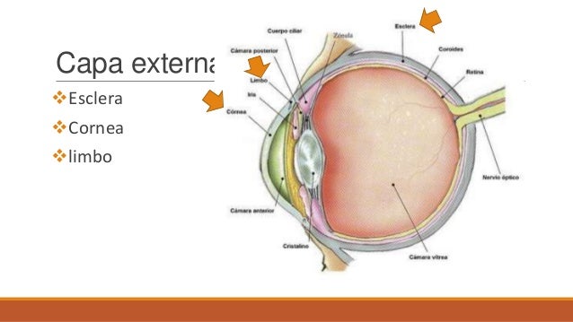Anatomia del ojo - cto