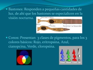 Anatomia del ojo | PPTX