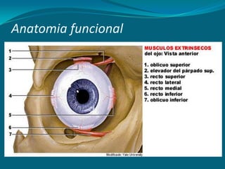 Anatomia del ojo | PPTX