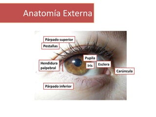 Anatomia del ojo | PPTX