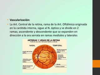 Anatomia del ojo | PPTX