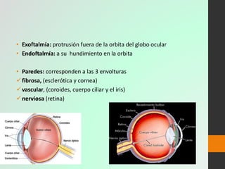 Anatomia del ojo | PPTX