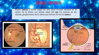 Anatomia del ojo | PPTX