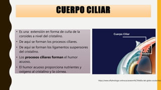 Anatomia del ojo | PPT