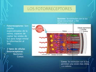ANATOMIA DEL OJO.pptx