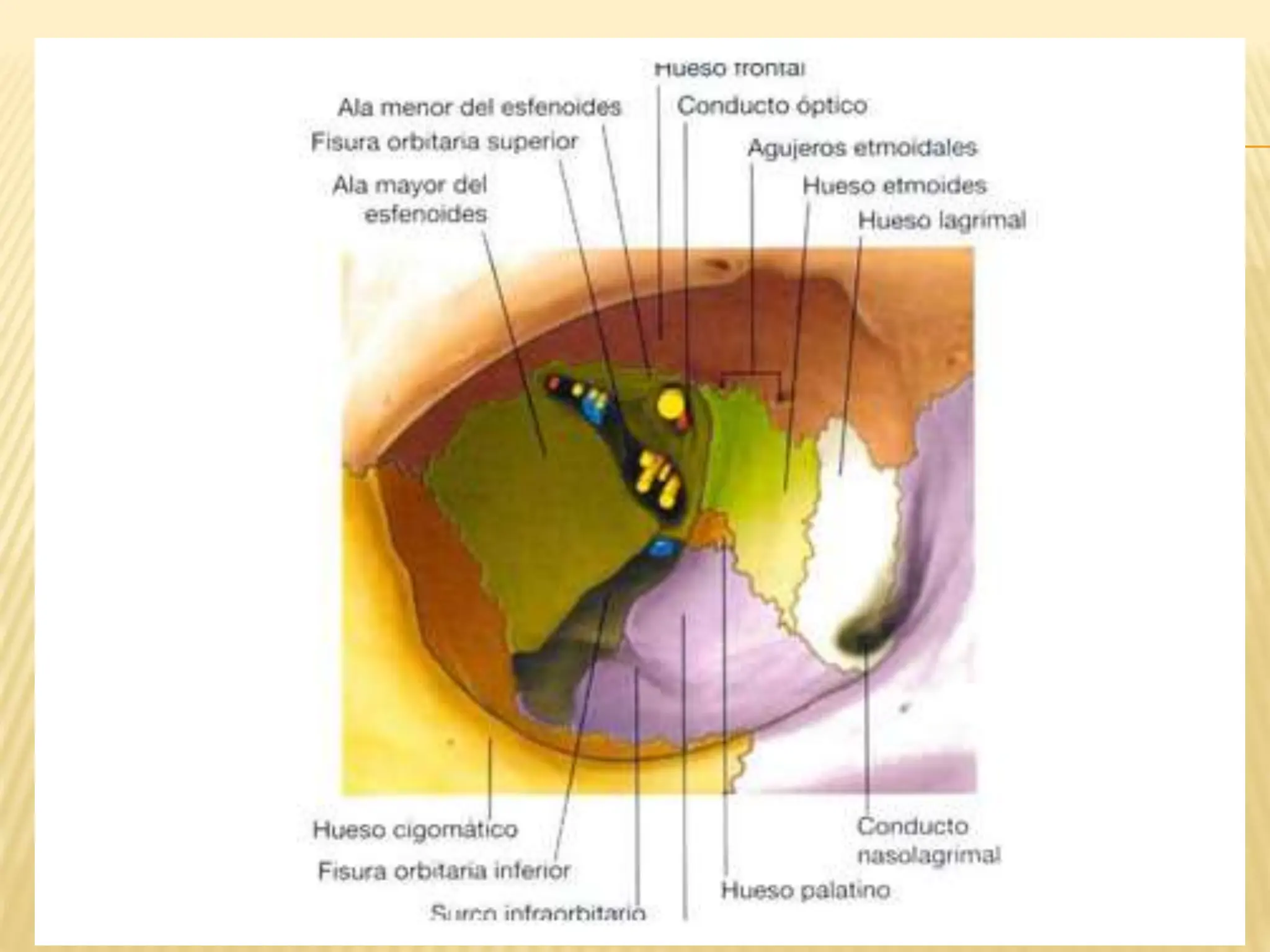 ANATOMIA DEL OJO, ÓRBITA OCULAR.....pptx