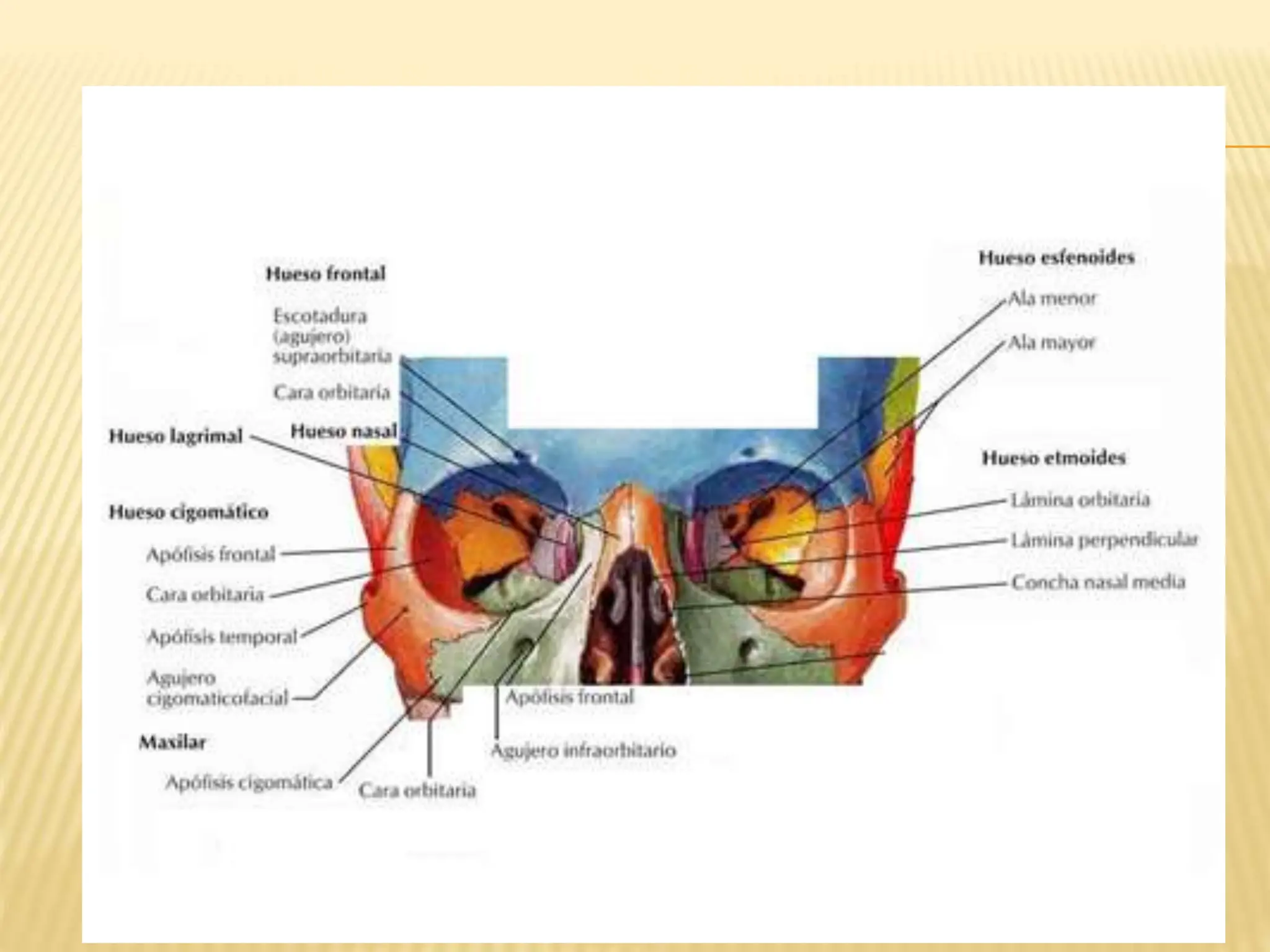 ANATOMIA DEL OJO, ÓRBITA OCULAR.....pptx