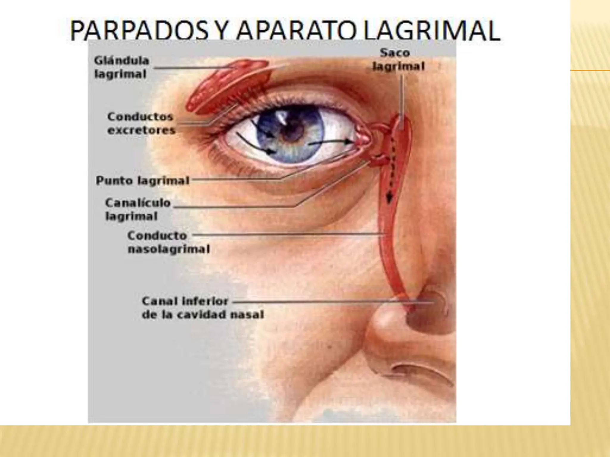 ANATOMIA DEL OJO, ÓRBITA OCULAR.....pptx