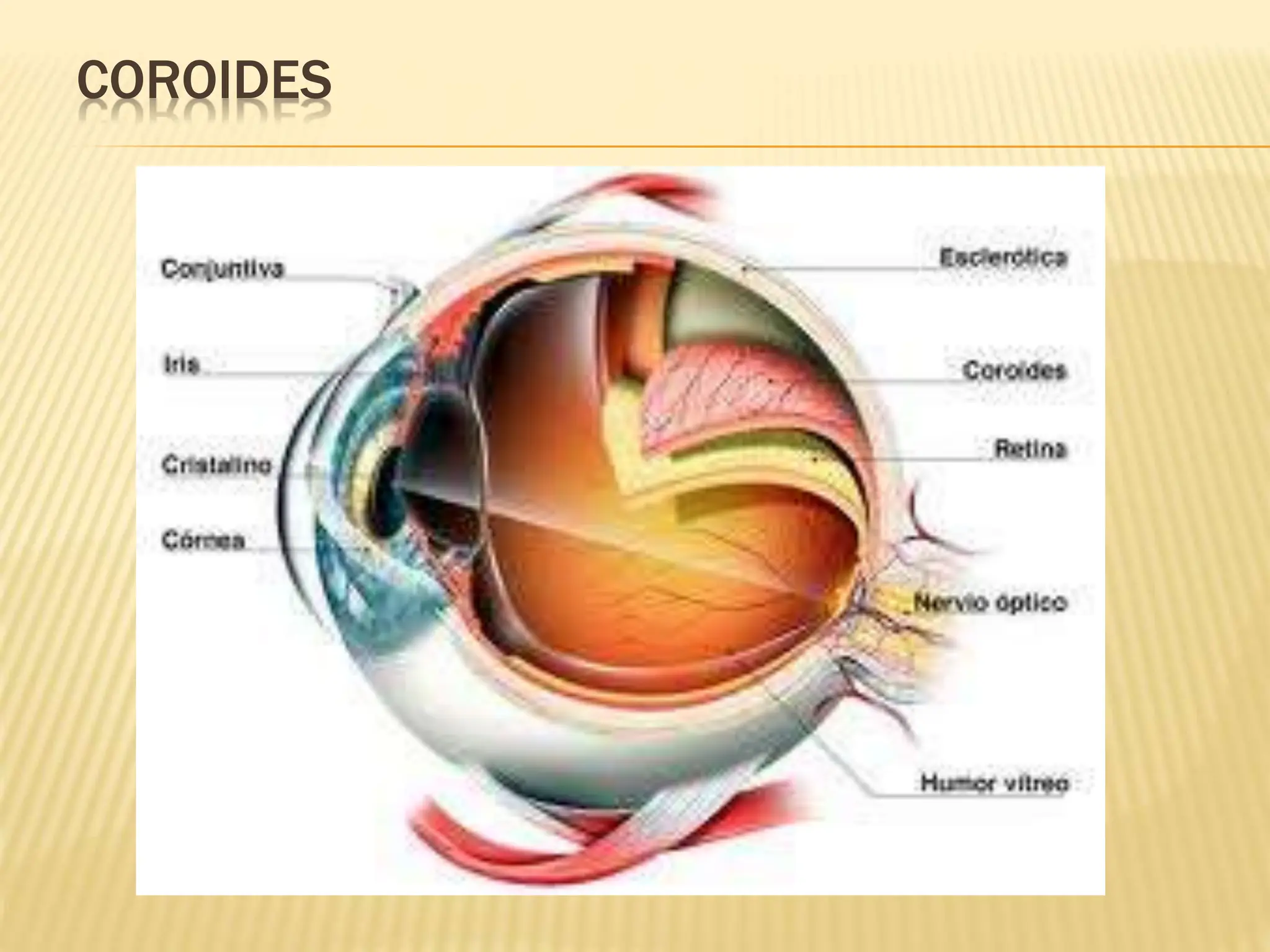 ANATOMIA DEL OJO, ÓRBITA OCULAR.....pptx