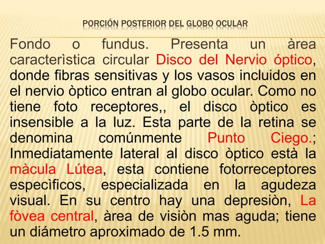 ANATOMIA DEL OJO, ÓRBITA OCULAR.....pptx
