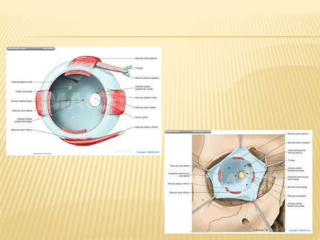 ANATOMIA DEL OJO, ÓRBITA OCULAR.....pptx