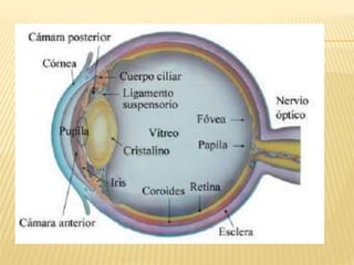 ANATOMIA DEL OJO, ÓRBITA OCULAR.....pptx
