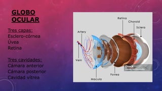 anatomía del ojo (estructuras). oftalmología.pdf