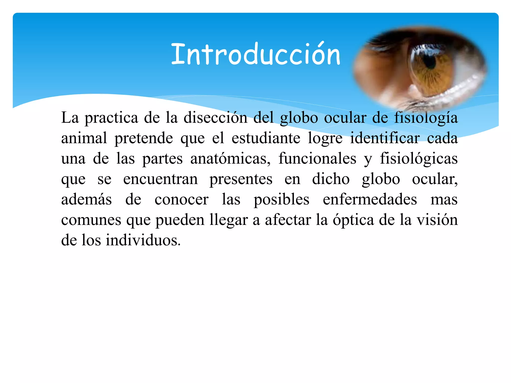 Anatomia del ojo, optica de la vision | PPT