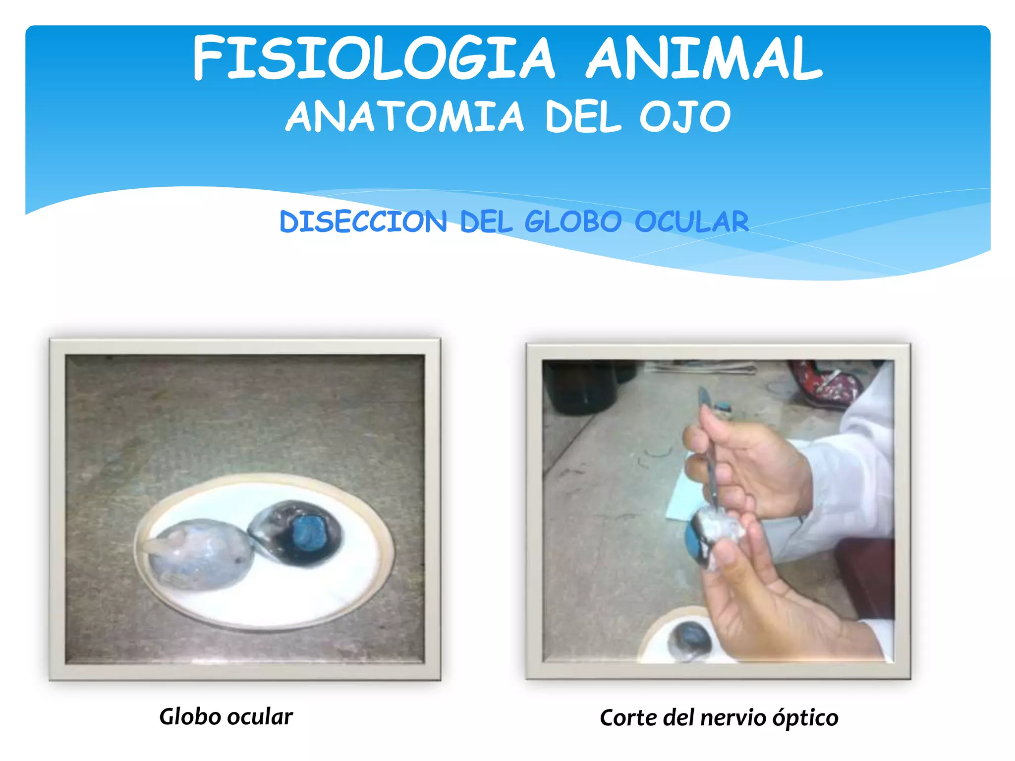 Anatomia del ojo, optica de la vision | PPT