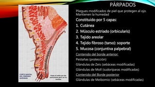 Anatomia del ojo paul listo | PPTX