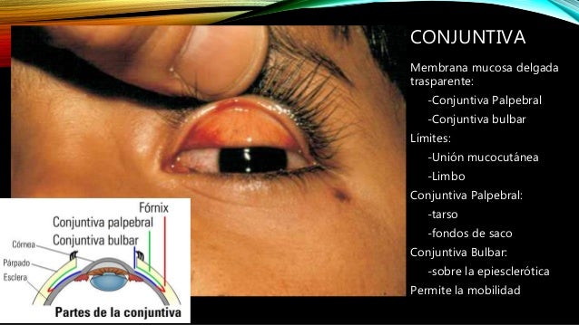 Anatomia del ojo paul listo